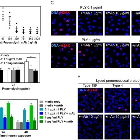 Neutralizing Oligomerization Domain Of Pneumolysin Prevents Its