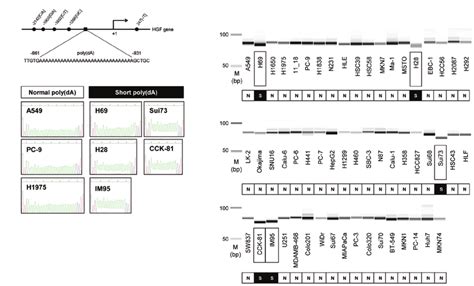 A Schematic Representation Of The Human Hepatocyte Growth Factor