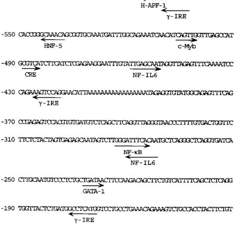 The Nucleotide Sequence Of The 5 Flanking Region And First Exon Of The