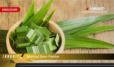 Intip 7 Manfaat Daun Pandan Yang Bikin Kamu Penasaran Discover