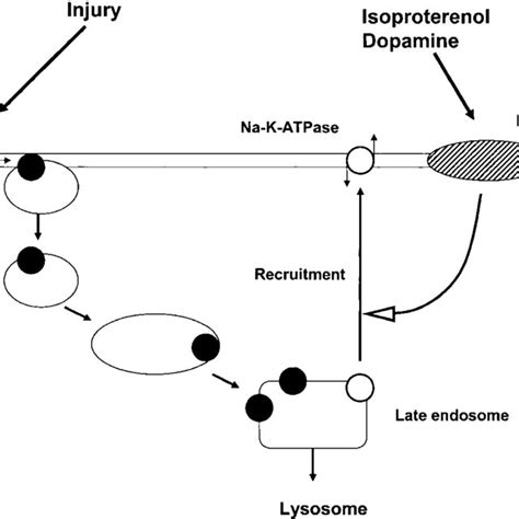 Schematic Representation Of The Dopaminergic Receptor D2r And