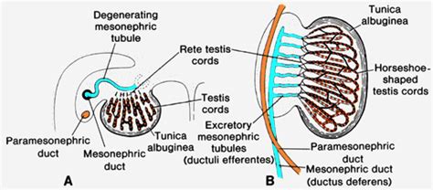 development of genital system mistryland