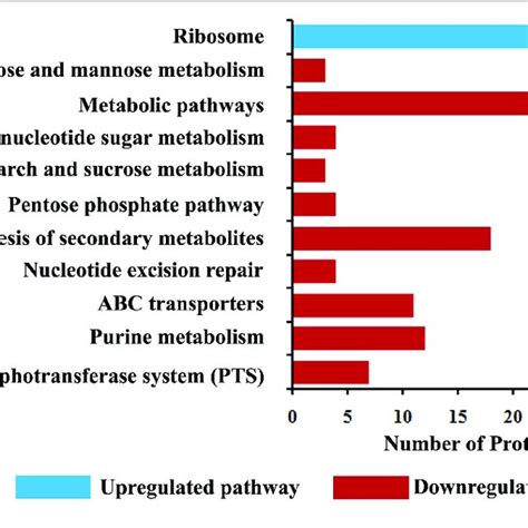 Kegg Pathway Analysis Of Differentially Expressed Proteins Identified