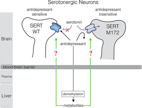 Inhibition Of The Serotonin Transporter Is Altered By Metabolites Of