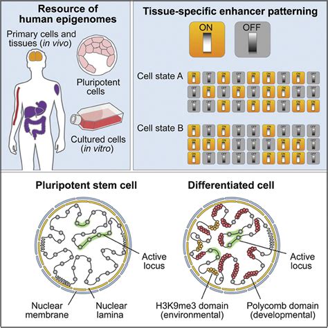 Genome Wide Chromatin State Transitions Associated With Developmental