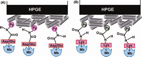 Schematic Representation Of The Directed Covalent Immobilization Of Mb