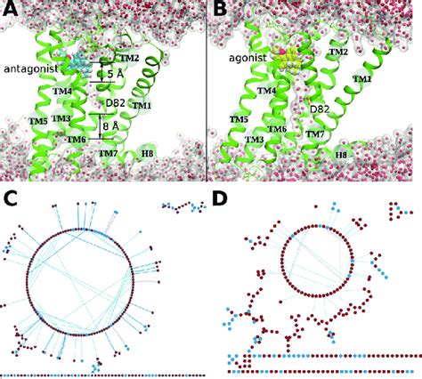 The 5 Ht 1a Receptor At The End Of The Md Simulations Internal Water
