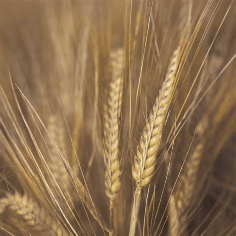 wheat field canadian art prints and winn devon art group inc