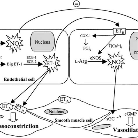 Pdf The Nitric Oxide Endothelin 1 Connection