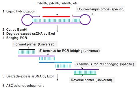 Srnaprimerdb Official Site