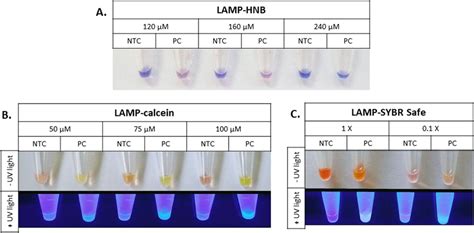 Optimization Of Lamp Reaction Using Different Concentrations Of Various