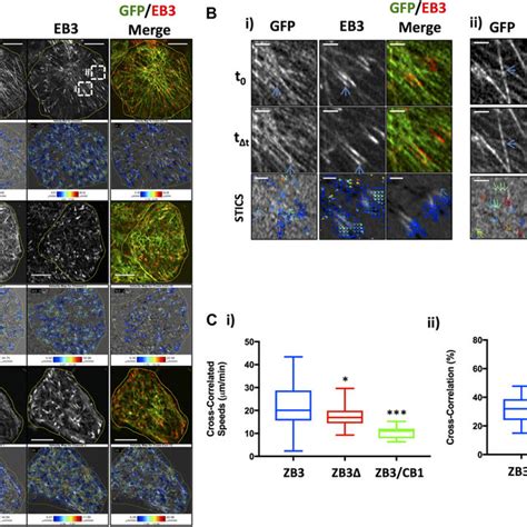 Modification Of The βiii Tubulin C Terminal Tail Does Not Affect The