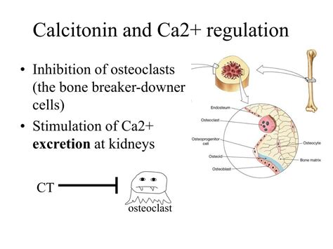 Ppt Chapter 18 Part 2 Powerpoint Presentation Free Download Id 2411861