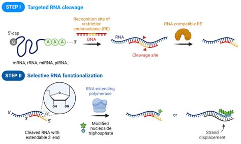 Schematic Illustration Of Sequence Specific Rna Functionalization Using