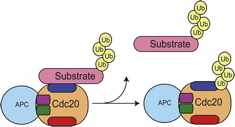 Ubiquitination Of Cdc20 By The Apc Occurs Through An Intramolecular