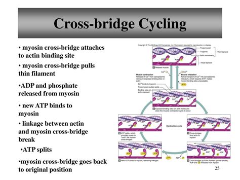 Ppt Chapter 9 Muscular System Powerpoint Presentation Free Download