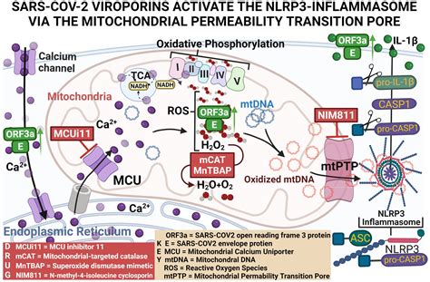 Frontiers Sars Cov 2 Viroporins Activate The Nlrp3 Inflammasome By
