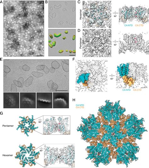 Structural Insights Into Hiv 1 Polyanion Dependent Capsid Lattice