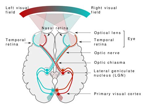 basic visual pathways faculty of medicine