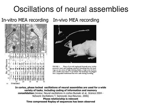 Ppt Encoding Of Spatiotemporal Patterns In Sparse Networks Powerpoint