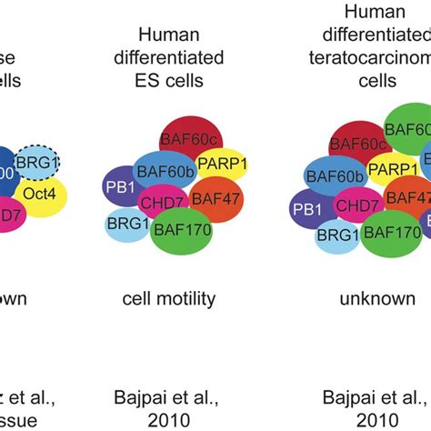 Cell Type Specific Dna Binding Complexes Containing Chd7 Proposed