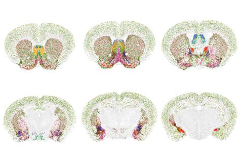 Landmark Atlases Flag 5 000 Cell Types Across Mouse Brain Trendradars
