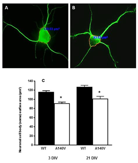 Reduced Neuronal Size And Mtor Pathway Activity F1000research