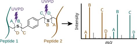 Light Induced Orthogonal Fragmentation Of Crosslinked Peptides Jacs Au