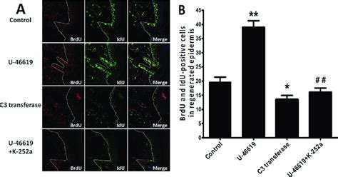 Immunohistochemical Analysis Of Brdu Idu Labeled Cells After Brdu