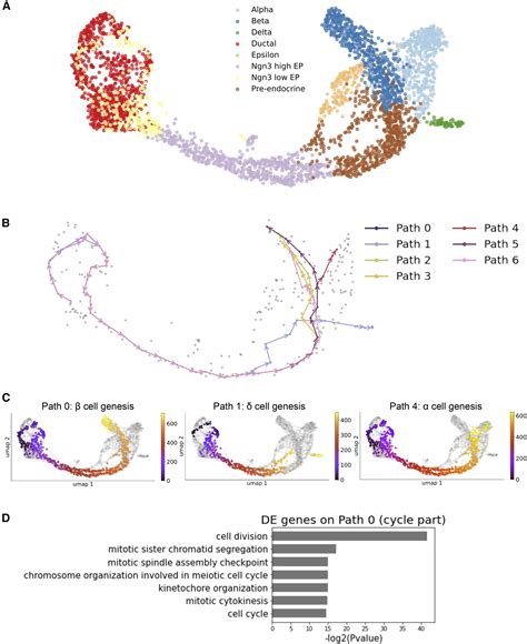 Inference Of High Resolution Trajectories In Single Cell Rna Seq Data