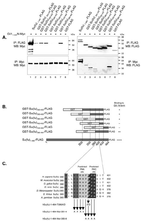 Identi Fi Cation Of A Gli Binding Region In Su Fu A Download