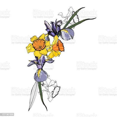 Sets Of Daffodil And Iris Flowers Isolated Over White Background Stock