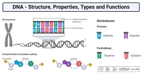 What Is Dna Definition Structure Types Functions Geek