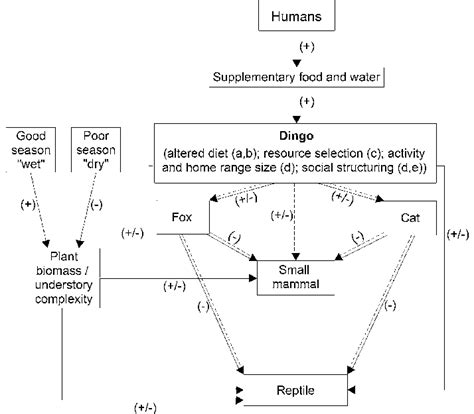 Conceptual Trophic Cascade Illustrating How The Provision Of Food And