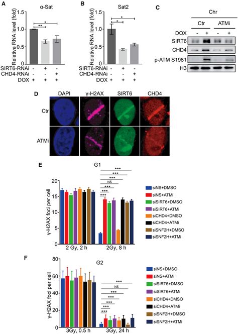 Sirt6 And Chd4 Enable Chromatin Relaxation And Dsb Repair Within