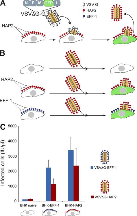 Hap2 Can Fuse The VsvΔg Pseudovirus To Target Cells A Cartoon
