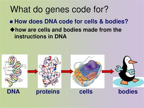 What Do Genes Code For How Does Dna Code For Cells And Bodies Dna Ppt