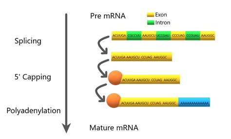5 7 Protein Synthesis Human Biology