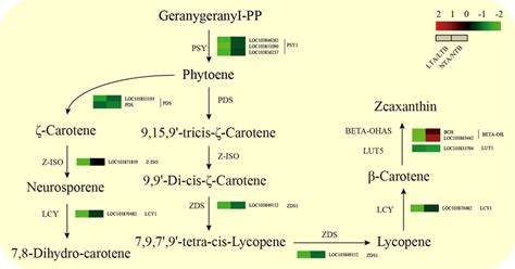 Heatmap Of Degs Related To The Carotenoids Biosynthesis Pathways Lta