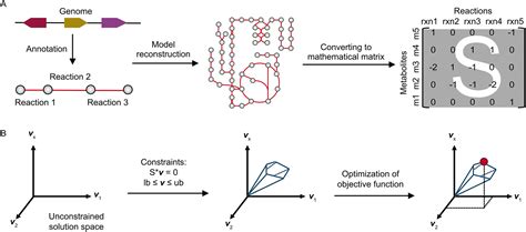 Genome‐scale Metabolic Models Applied For Human Health And