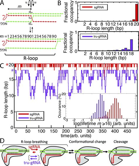 Kinetic Monte Carlo Kmc Experiments Reveal Differences In The