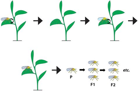 Frontiers Horizontal Transmission Of Intracellular Insect Symbionts
