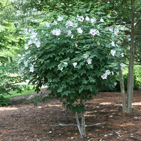 Lohengrin Hibiscus Spring Meadow Wholesale Liners Spring Meadow