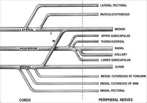 Segmental And Peripheral Nerves Of The Limbs Clinical Gate