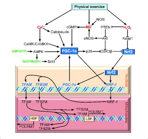 Scheme Of Interaction Between Nrf2 And Pgc 1α On The Example Of