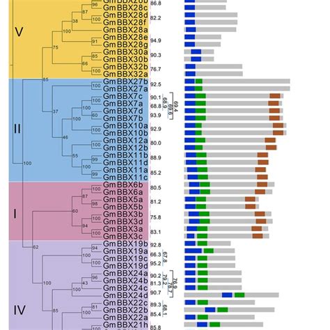 Phylogenetic Analysis And Conserved Structural Domains Of Gmbbx
