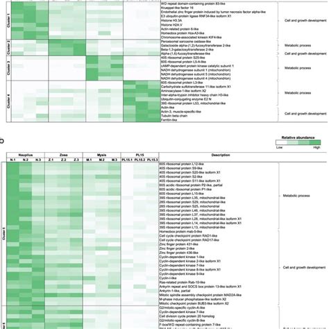 Heatmap Showing The Enriched Transcripts Involved In Metabolic
