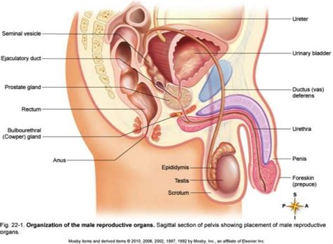 Male Reproductive System Unlabeled Diagram