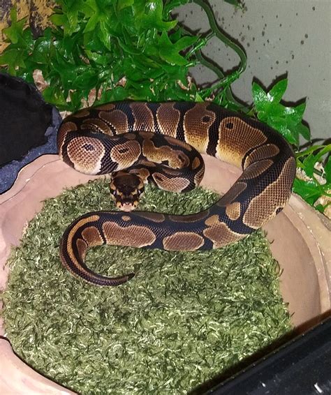 is this just a normal python or did i get lucky when i