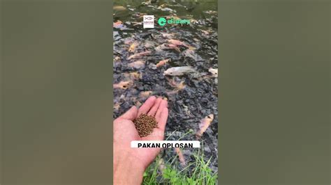 Agar Induk Ikan Nila Cepat Memijah Dengan Kualitas Bibit Yang Unggul